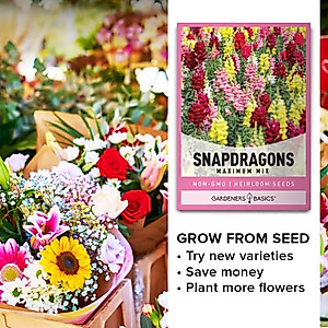 Snapdragon Seeds for Planting (Maximum Mix Snap Dragon) Annual Flower Heirloom, Non-GMO Variety- 400mg Seeds Great for Summer Seeds for Gardening Flowers Gardens by Gardeners Basics