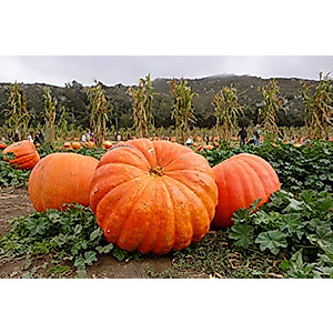 Giant Pumpkin Titan 10 Seeds for Planting Large Oversized Squash Gourd Non-GMO