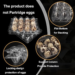 210 Pack Quail Egg Cartons, Clear Plastic Quail Egg Trays, Holds up to 12 Quail Eggs Securely - Your Ultimate Small Eggs Carton Holders for Bulk Storage and Display by KUKLIPJIM
