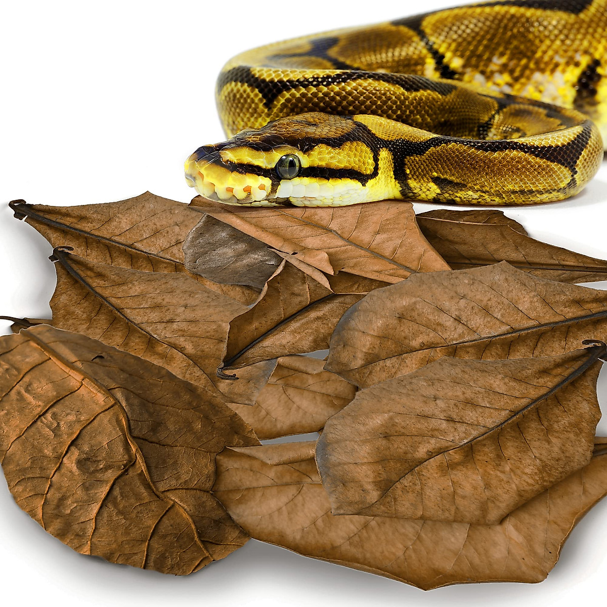 SunGrow Leaf Litter for Snakes, 10 Pcs Medium Indian Almond Catappa Leaves Substrate Maintain Humidity in Corn Snake and Ball Python Terrarium, 7-8 Inches, Reptile Tank Decor Accessories