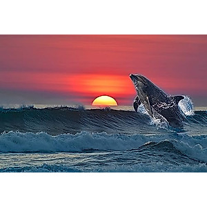 Dolphin Sunrise Cross Stitch Kits-Dolphin Counted Cross Stitch Pack Stamped Cross-Stitch Needlepoint Counted Kits Beginners,Embroidery Kit Arts and Crafts for Home Decor/8x12 inch