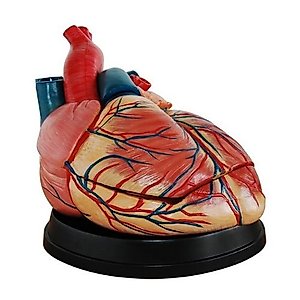Doc.Royal Human New Style Jumbo Heart Simulation Model Medical Anatomy Type:DR-XF-107