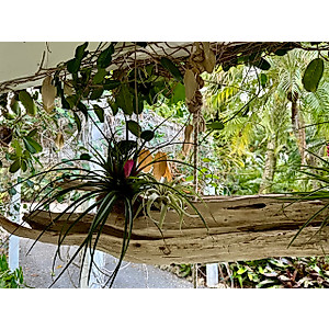 ragnaroc Live Air Plants – Flowering Tillandsia Cyanea, Giant 15-18" - 1ct - Live Arrival Guaranteed - House Plants for Home Decor & Gift