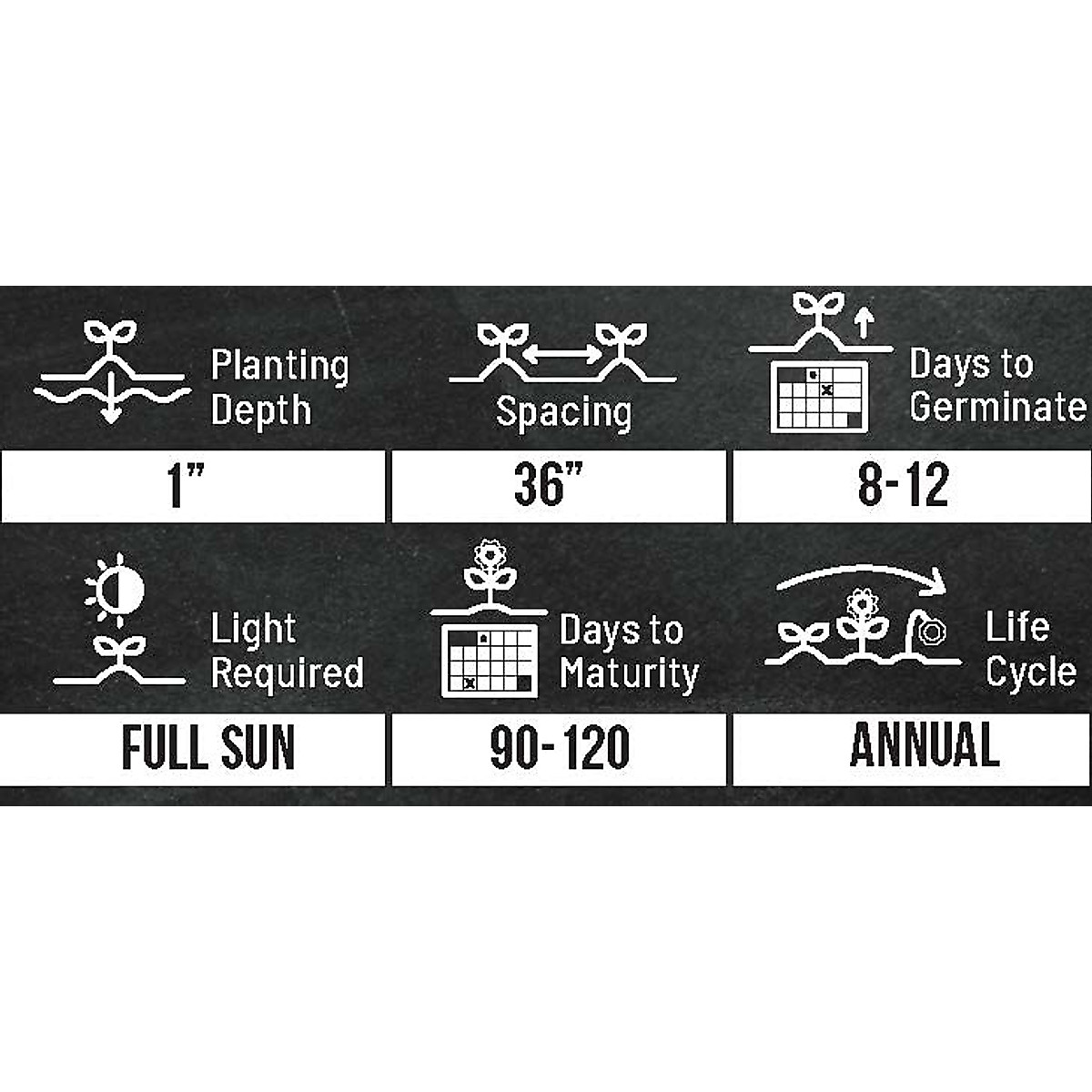 Pumpkin Seeds for Planting | Heirloom & Non-GMO | Sugar Pie Pumpkin Seed Packets with Planting Instructions