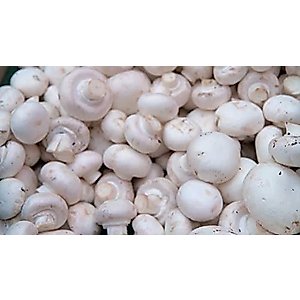 100 Grams of White Button Mushroom Spawn Mycelium to Grow Gourmet Mushrooms at Home or commercially - G1 or G2 Spawn