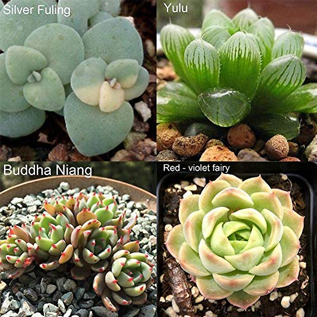 KOqwez33 Seeds Plant for Garden Decoration,300Pcs Mixed Succulent Plant Seeds Ornamental Potted Bonsai Garden Balcony Decor - Mix Succulent Seeds