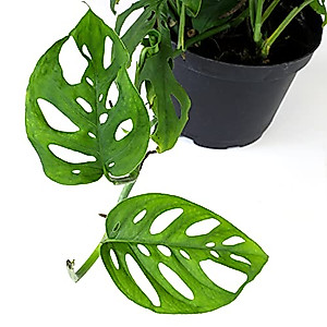 6" Swiss Cheese Plant Monstera Adansonii Live Plant Hanging Basket, Swiss Cheese Monstera Plant Live House Plants Indoors Live Plants Indoor Plants Live Houseplants Live Indoor by Plants for Pets