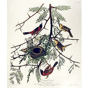 Orchard Oriole. From"The Birds of America" (Amsterdam Edition)