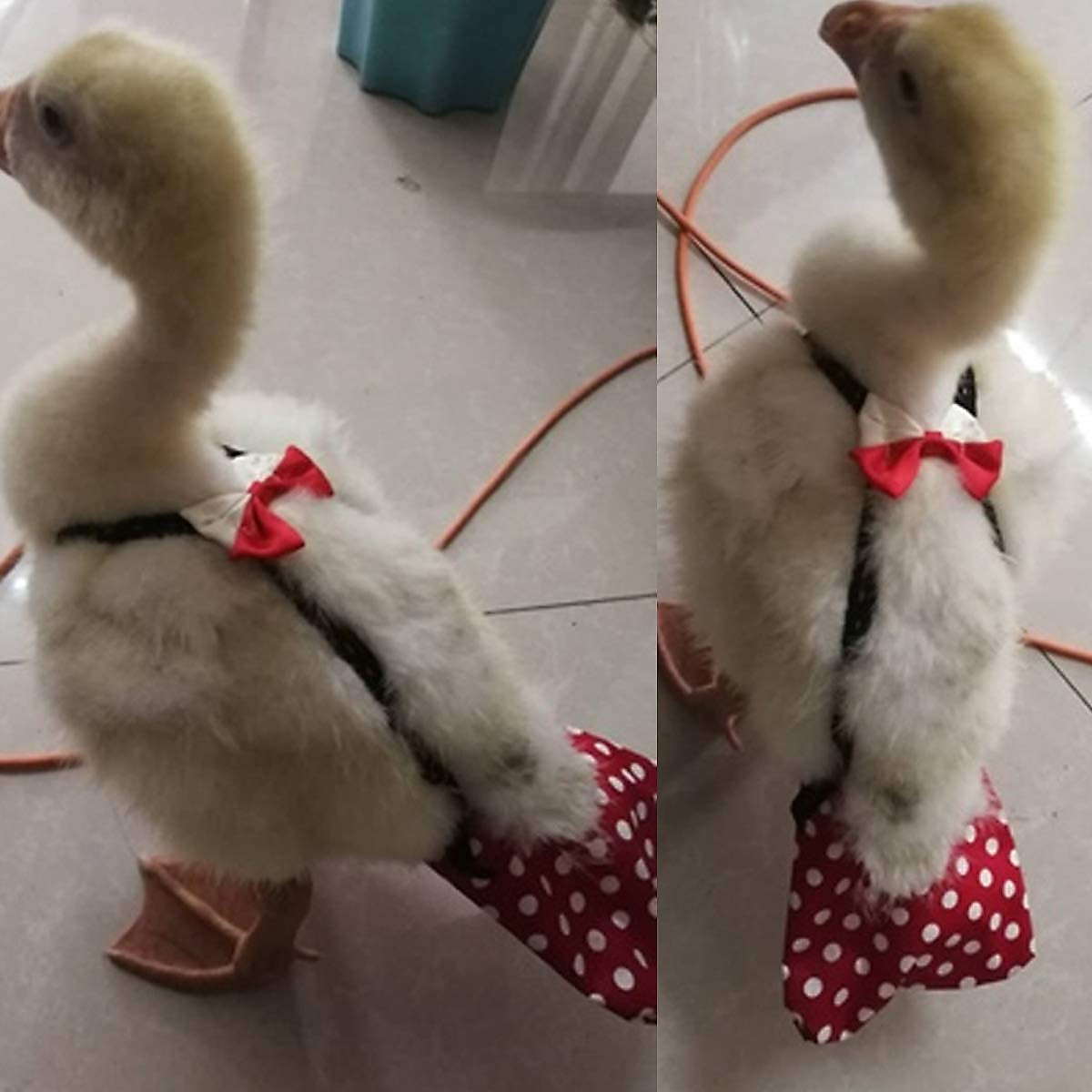 Bonaweite Pet Diaper Nappy Poultry Cloth for Goose Duck Hen Chicken Fashionable