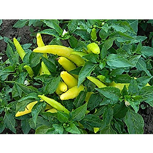 120 Sweet Hungarian Yellow Wax Pepper Seeds for Planting. 1 Gram of Seeds Heirloom Non GMO Garden Vegetable Bulk Survival