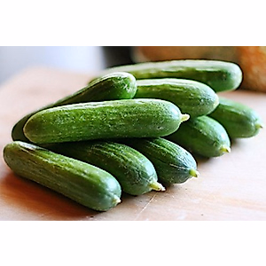US Grown! 30+ Persian Beit Alpha (a.k.a. Lebanese) Cucumber Seeds Heirloom Non-GMO Burpless Sweet Non-Bitter and Acid Free, Crispy and Sweet, Fragrant and Delicious, Cucumis sativus, Grown in USA!