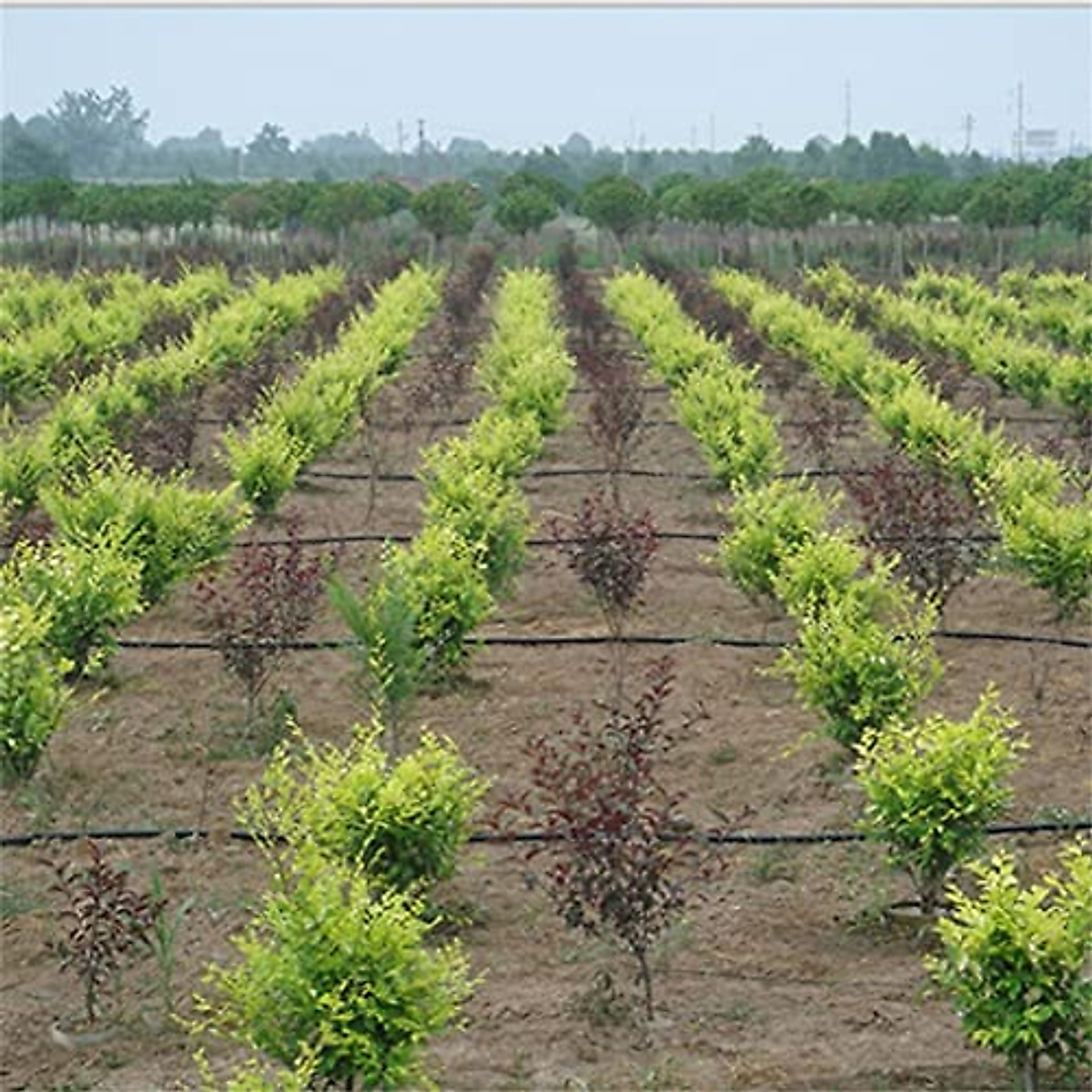 HSLWYJ Agriculture Drip Irrigation Tape Greenhouse Watering System 16mm Drip Tape 10/15/20/30cm Space Soaker Hose (Color : 20cm Space, Size : 20m)