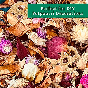 All Natural Loofah Slices for Soap Making (20 Pack) - Real Loofah Slices Cuts - Organic Loofah Bulk - Natural Loofah Sponge - Soap Making Supplies - Natural Luffa Organic Soap Making