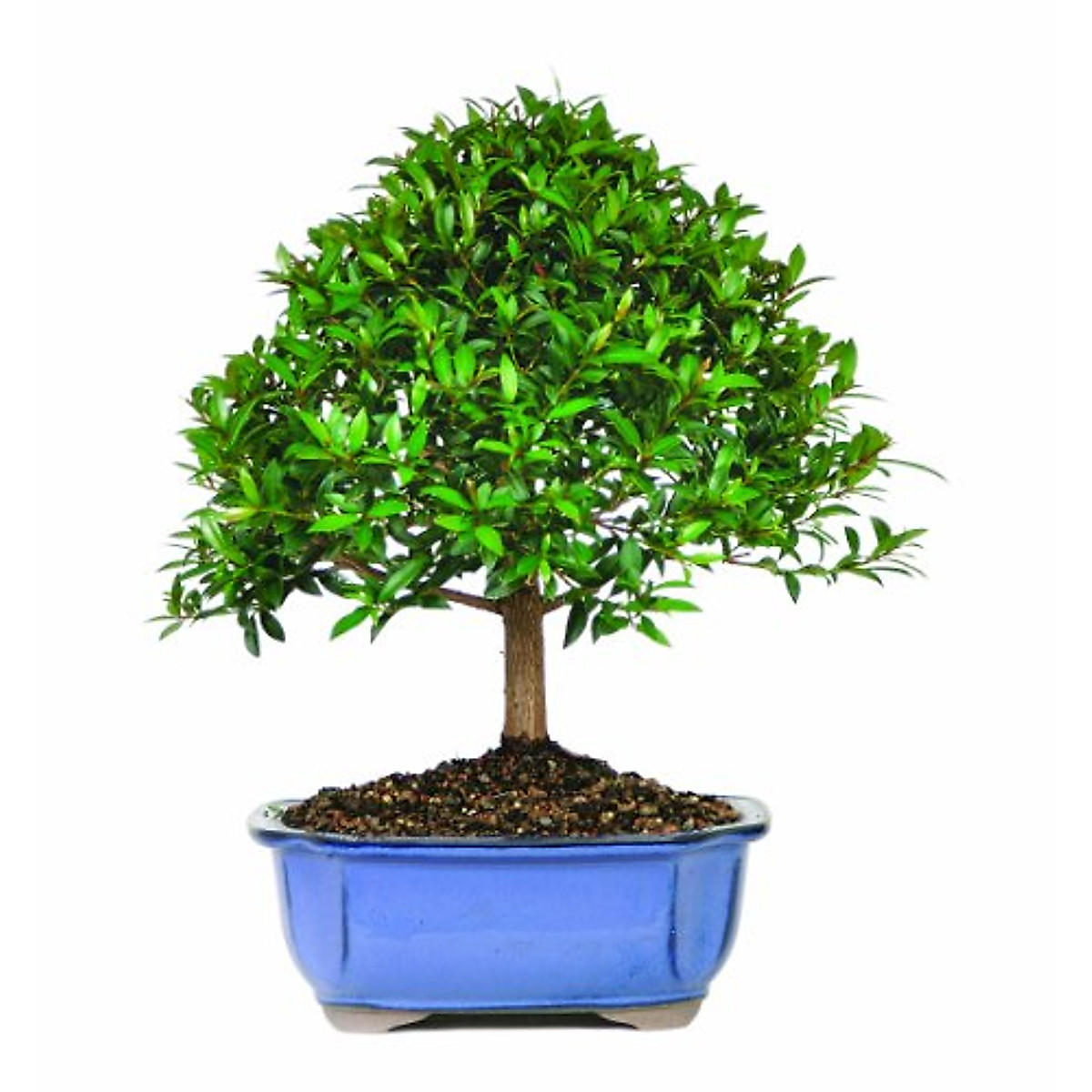 Brussel's Dwarf Eugenia Bonsai