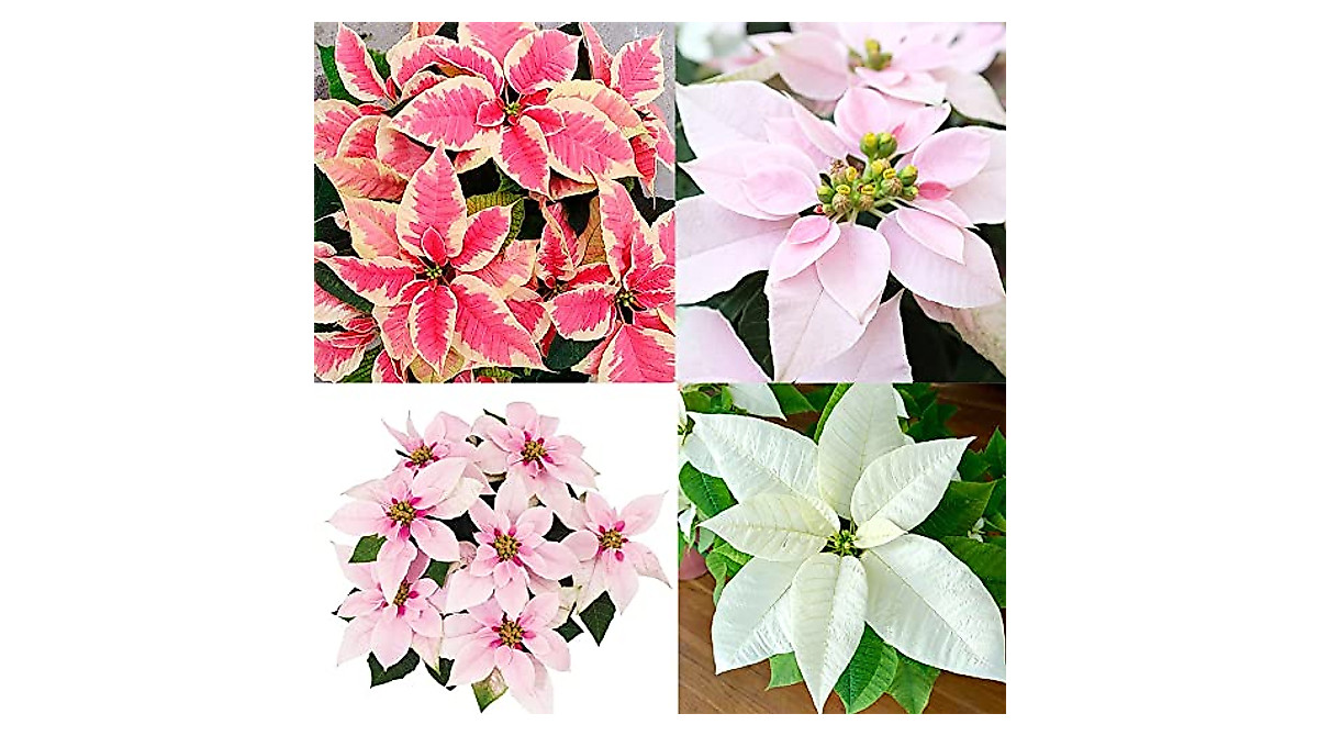 Grow Vibrant Poinsettia Seeds | Easy Mexican Flameleaf Planting