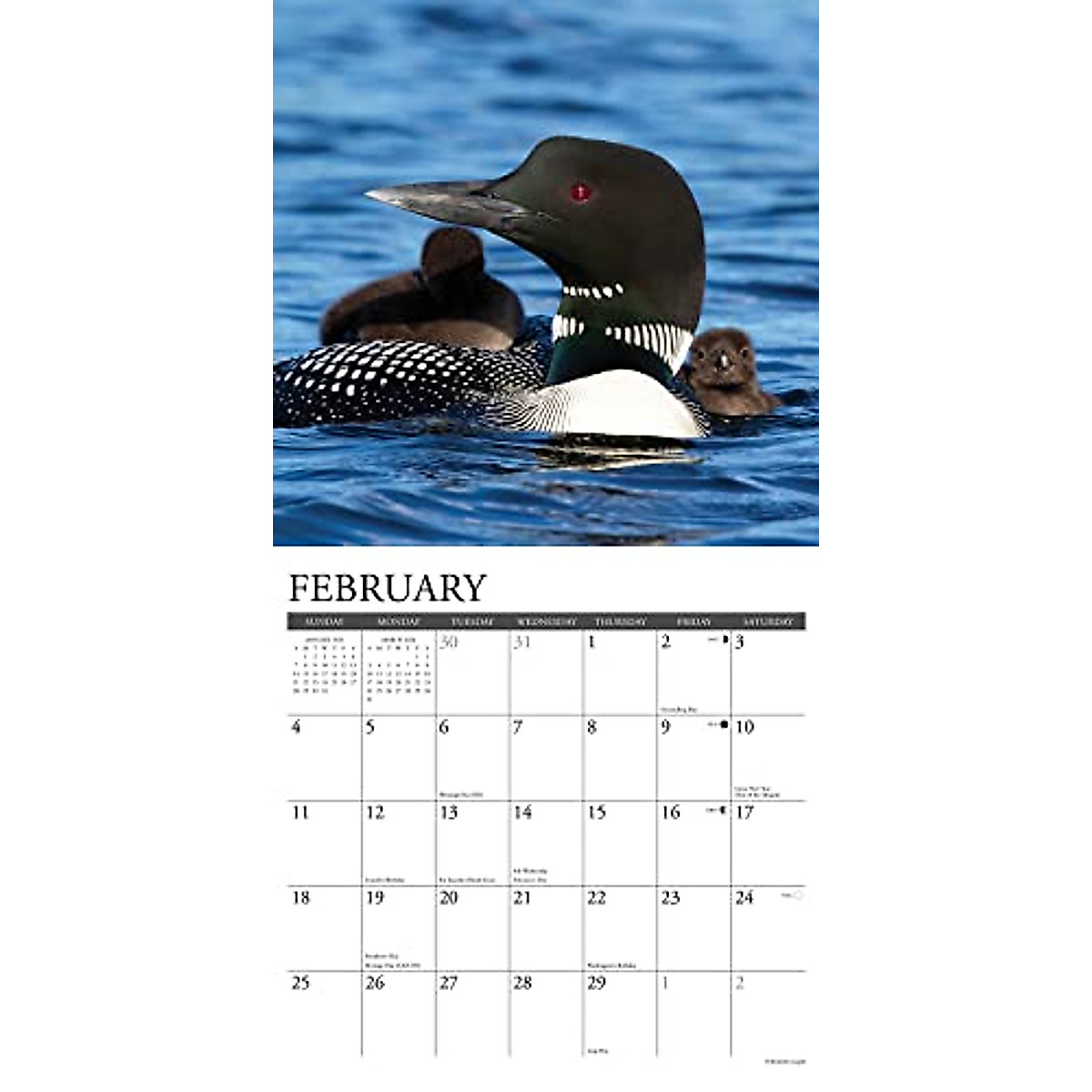 Loons 2024 Calendar