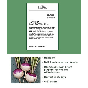 Burpee Purple Top White Globe Turnip Seeds 5000 seeds