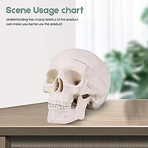 SKUMOD Mini Human Medical Skull Model, Removable Skull Cap & Full Set of Teeth Perfect for Teaching & Learning(Palm-Sized Skull)