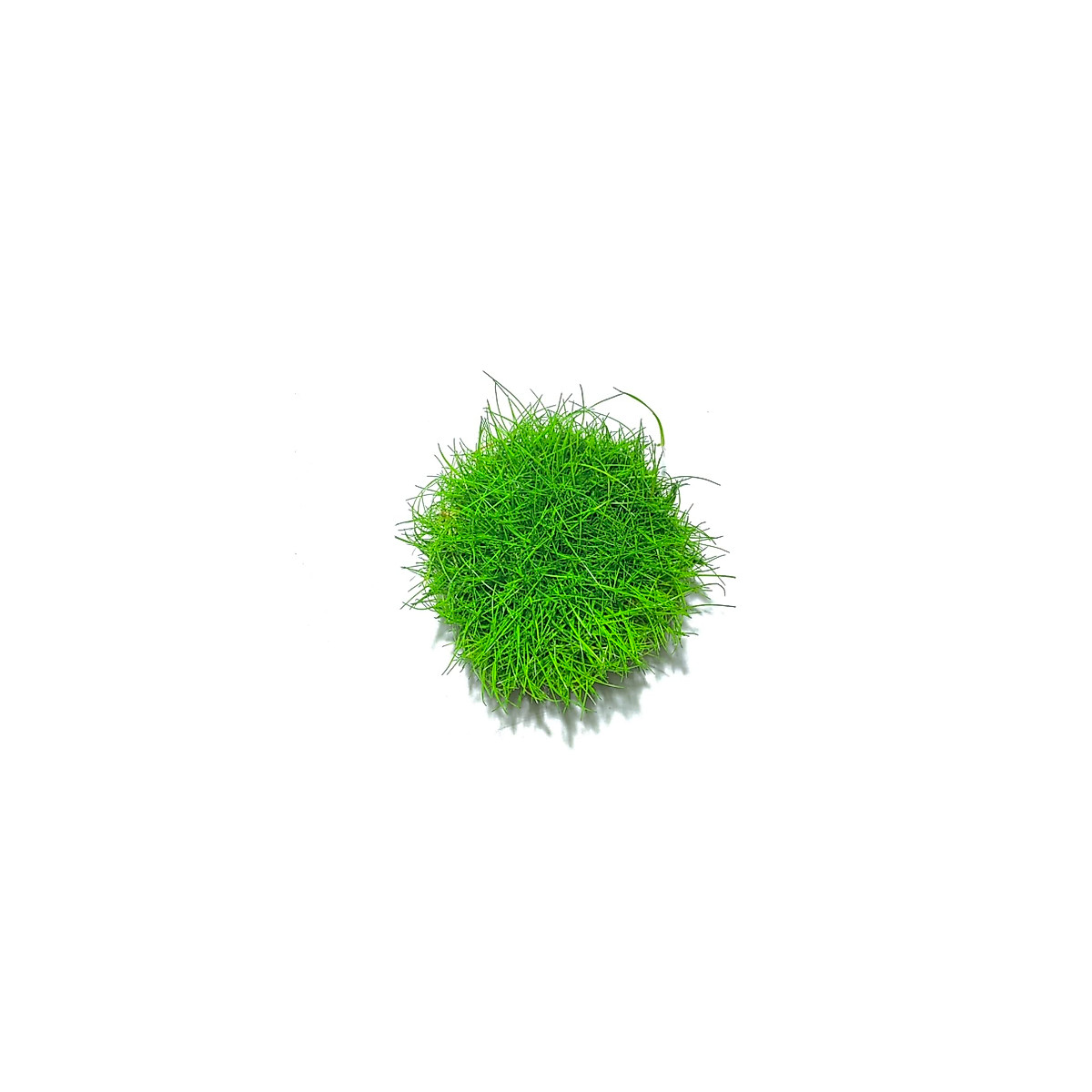 Marcus Fish Tanks - Dwarf Hairgrass Live Aquarium Plant Tissue Culture Freshwater Aquatic Plants