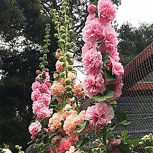 300+ Hollyhock Seeds Carnival Mix Giant Mallow Double Hollyhock Flowers Seed Perennial Outdoor Home Garden Flower