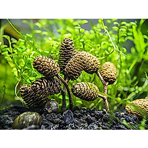 Aquatic Arts 50 Alder Cones | Shrimp Aquarium Decorations |pH Reducer & Buffering Water Treatment |Freshwater Fish Tank Supplies/Accessories