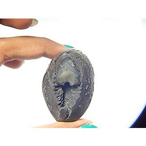 Laxmi Narayan Shaligram Lakshmi Narayan Salagram - Gandaki River Nepal