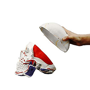 Vision Scientific VAL208 Human Skull with Markings, Muscle and Sutures | Muscle Origins (Painted red) and Insertion (Painted Blue) | Detailed Hand Numbering | Includes Detailed Product Manual