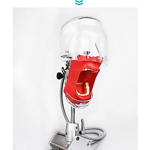 DenFactory Simple Head Model Dental Simulator Phantom Manikin with Teeth for Teaching Practice Study Training Fixed on Desk