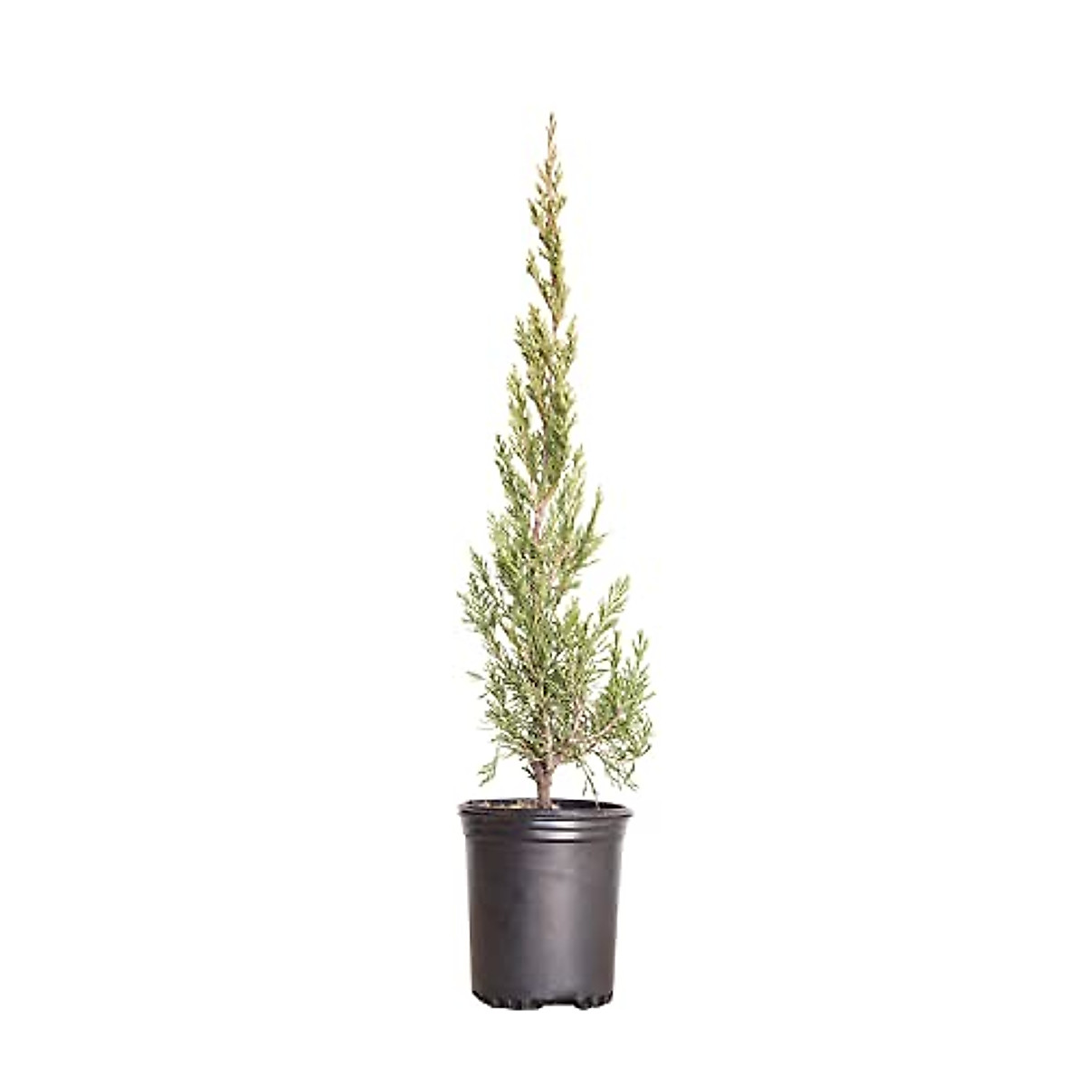 Spartan Juniper (2.5 Quart) Fast Growing Evergreen Tree with Dense Green Foliage - Full Sun Live Outdoor Plant