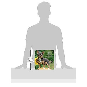 Chihuahuas American Kennel Club 2016 Wall Calendar