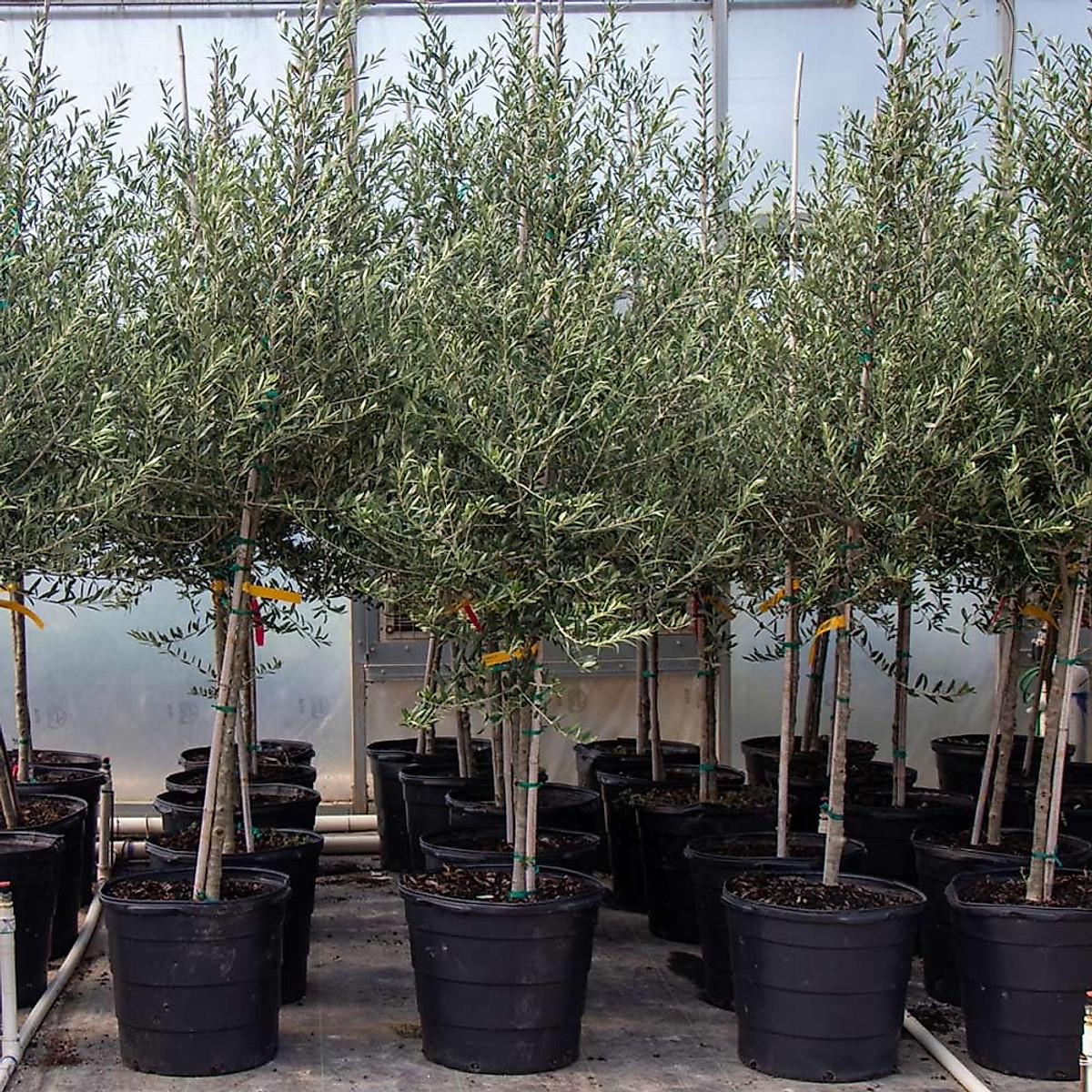 Brighter Blooms - Arbequina Olive Tree, 3-4 ft. - No Shipping to AZ