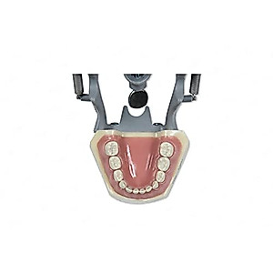 Dental Anatomy Pediatric Typodont Model 760 with Removable Teeth