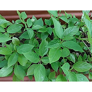 2000+ Seeds Egyptian Spinach, Jute Plant, Corchorus Olitorius Molokhia, Ewedu, Jute, Saluyot Seeds, Rau Đay Xanh, green