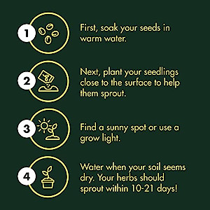 Indoor Herb Garden Starter Kit - Heirloom, Non-GMO Herb Seeds - Basil Thyme Parsley Cilantro Seed, Potting Soil, Pots, Scissors - DIY Grow Kits for Growing Herbs Indoors, Kitchen, Balcony, Window Sill