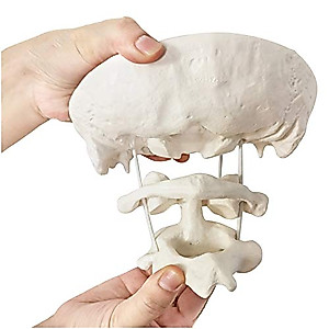 FHUILI Educational Model Occiput Model - Human Cervical Spine Model Occipital Bone Model PVC Material Atlas and Axis with Occipital Bone Model for Medical Teaching Training Aid,A