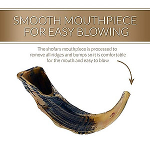 KOSHER ODORLESS NATURAL SHOFAR | Genuine Rams Horn | Smooth Mouthpiece for Easy Blowing | Includes Velvet like Drawstring Bag and Shofar Blowing Guide (12”-14”)