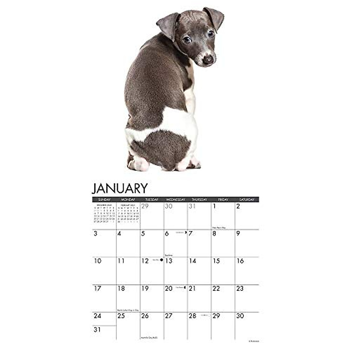 Just Greyhounds 2021 Wall Calendar (Dog Breed Calendar)