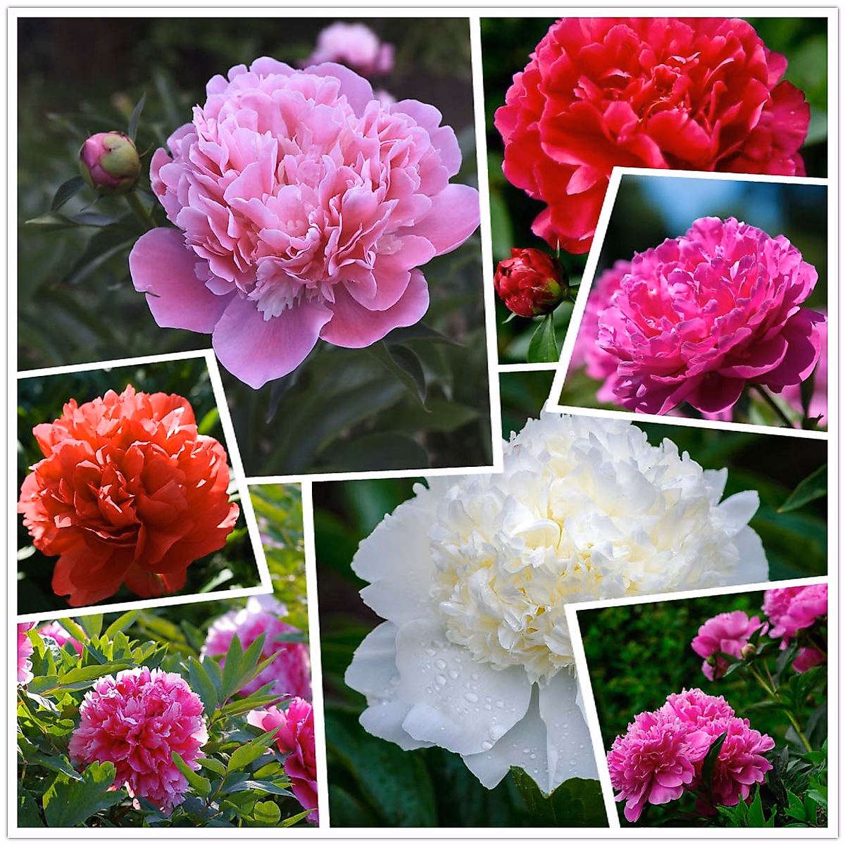 Peony Seeds, 50+ Cotton Candy Peony Mix Seeds for Planting, Flower Seeds for Planting
