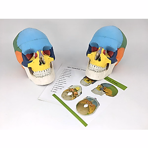 Merinden Painted Human Skull Model, Life Size Replica Medical Anatomy Adult Model with Removable Skull Cap and Articulated Mandible, Full Set of Teeth, 3-Part Didactic Skull Anatomical Model