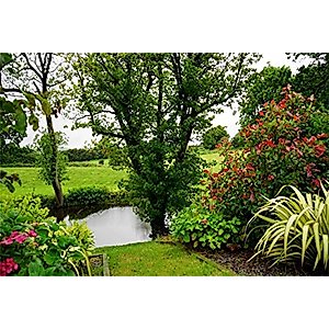 CSFOTO 5x3ft Garden Backdrop Spring Photo Backdrops for Photography Outdoor Picnic Countryside Backdrop Fields Tree Park River Backdrop for Spring Nature Backdrop