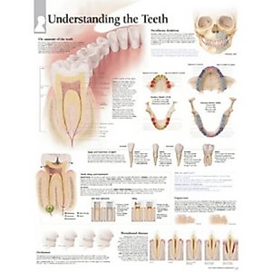 Understanding The Teeth chart: Wall Chart