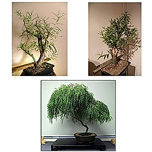 Ultimate Willow Bonsai Bundle - 9 Types of Exotic Willow to Grow as Bonsai