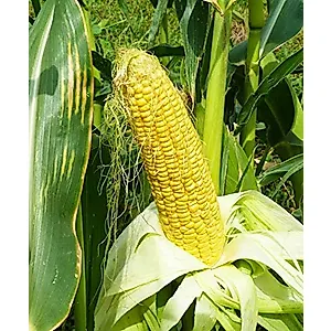 "Incredible" RM Sweet Yellow Corn, 75 Heirloom Seeds, Sweet Incredible Flavor! Fantastic Addition to Your Home Garden! (Isla's Garden Seeds),90% Germination Rates, Non GMO Seeds