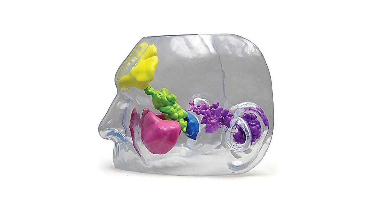 Clear Sinus Model - Essential Tool for Patient Education