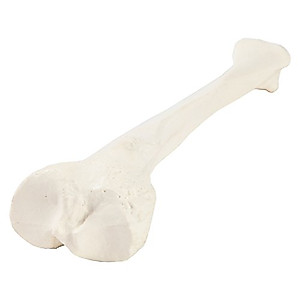 Axis Scientific Tibia Bone Model | Right | Cast from a Real Human Fibula Bone l Lower Leg Bone Model Has Realistic Texture and Important Bony Landmarks | Includes Product Manual