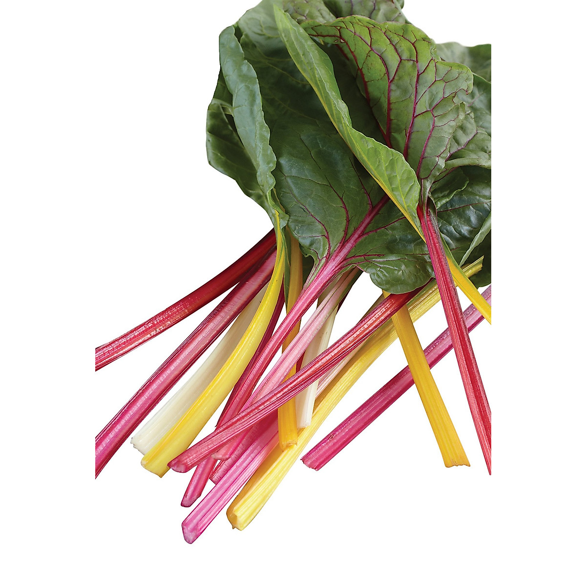 Burpee Bright Lights Blend Swiss Chard Seeds 100 seeds