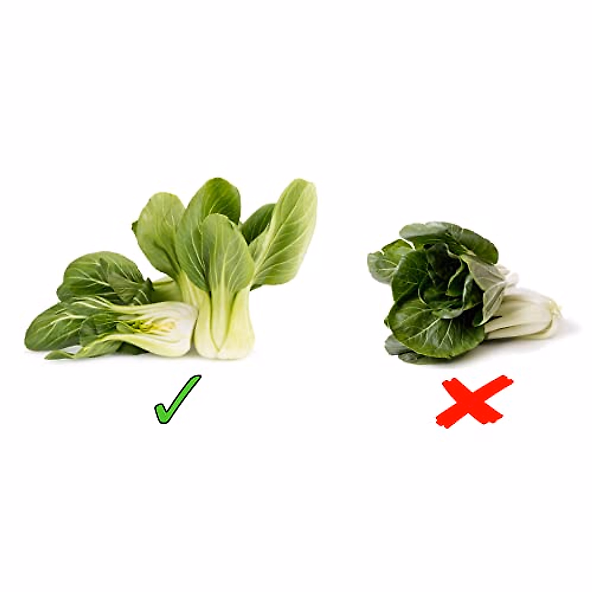 1000 Bok Choy Seeds - Shanghai Green Stem - Heirloom Non-GMO Vegetable Seeds for Planting - AKA Pak Choi, Pok Choi, Chinese Cabbage