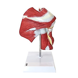 Axis Scientific Muscled Shoulder Joint Model – Shows Complete Shoulder Musculature from Rotator Cuff to Subscapular Muscles – Includes Base, Product Manual