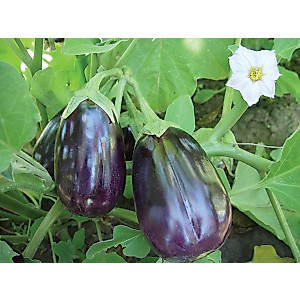 Burpee Black Beauty Eggplant Seeds 100 seeds
