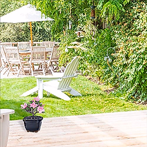 9GreenBox: Bonsai Seed Kit - Japanese Cherry Blossom